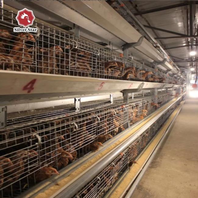H Type Broiler Chicken Cage System showing tiered design and construction
