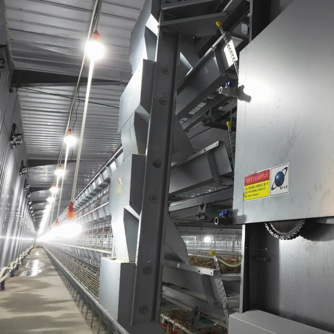 Automated feeding and drinking systems integrated with broiler cages