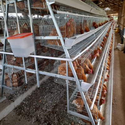 Chine 120 poulets/ont placé des matériaux de Chick Cage Broiler Chicken Farming de bébé de batterie à vendre