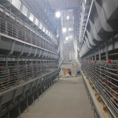 Chine Cage de poulet à rôtir d'équipement de volaille pour la viande Chicken à vendre