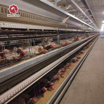 Chine 9 la cage de poulet de batterie de couches/cellule 380V fournissent la conception libre à vendre