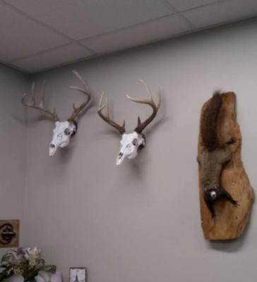 China Instruções personalizadas oferecidas para crânio de montanha europeu pendurador crânio de veado ganchos grandes à venda