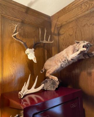 China Instruções personalizadas oferecidas para crânio de montanha europeu pendurador crânio de veado ganchos grandes à venda