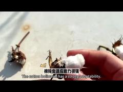 Maize Armyworm Pesticide Safe Agriculture For Killing Pink Bollworm Control Pesticides