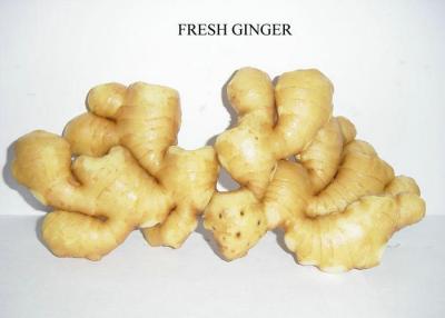 China Golden Semi - dried Fresh Ginger 9kg / Carton For Japan , South Korea , America for sale