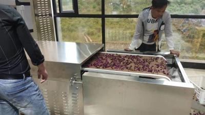 Chine CE de stérilisation Certificed de thé de fleur de machine de séchage de thé vert de la micro-onde 20kw à vendre