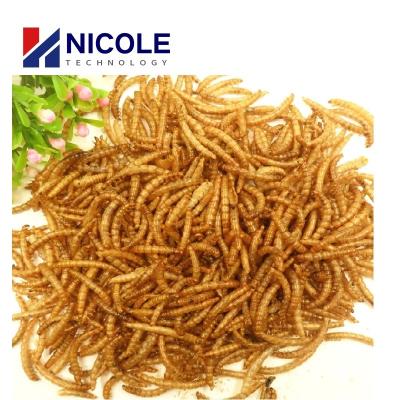 Chine CE du SUS commercial 304 d'Oven Tenebrio Molitor de tunnel à micro-ondes approuvé à vendre