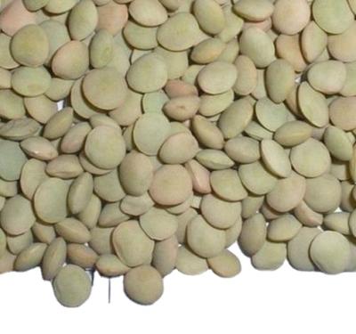 Cina New Culture 2020 Chinese Bulk Green Lentils in vendita