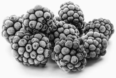 China IQF Frozen Fresh Blackberry Frozen Fruit Whole 10kgx1/carton 1kg*10/carton pallet tote HACCP/ISO/KOSHER/BRC for sale