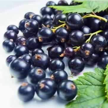 China Delicious Frozen Fruit 100% Black Currant for Your s Identity for sale