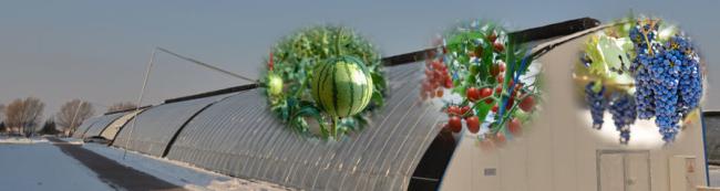 Sunlight-Enhanced Greenhouse for Tomato Cultivation