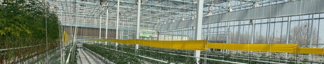 Anti-Drip Fogging Film Greenhouse for Flowers