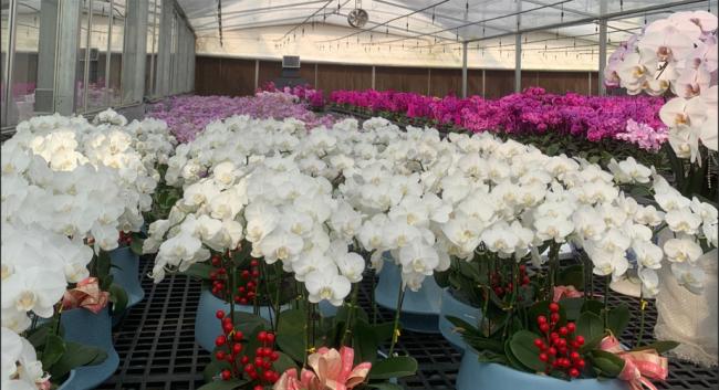 Anti-Drip Fogging Film Greenhouse for Flowers