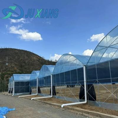 Cina Costo di spedizione Film di galleria in plastica ad ampia durata per l'agricoltura Personalizzazione in serra in vendita