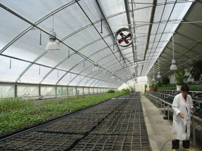 Cina 20.000kg Pacchetto Peso lordo Multi Span Pomodoro Zucchero Fragole In serra in vendita