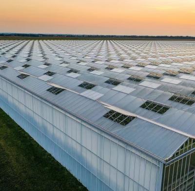 Cina Trasforma la tua esperienza agricola con il sistema idroponico pomodoro cetriolo cetriolo in vendita