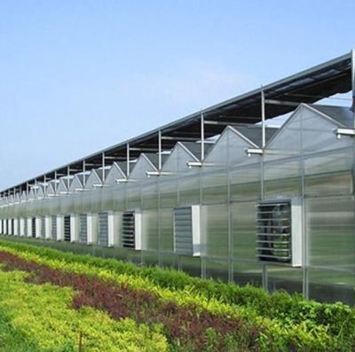 Cina Grandi Acquicoltura Pomodoro Zucchero Fragole Hidroponica Serra con alto rendimento in vendita