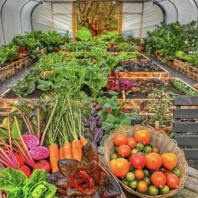 Cina Rivoluzionate la vostra produzione di verdura con la serra a galleria ad irrigazione a goccia in vendita