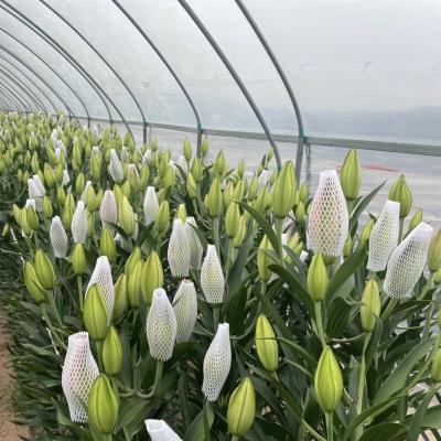 Cina Sistema di coltivazione di coccopee in serra in galleria per pomodori e fragole Spedizione rapida in vendita