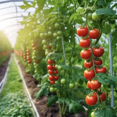 Cina Sistema innovativo di serra a galleria per irrigazione a goccia con rimborso di 30 giorni in vendita