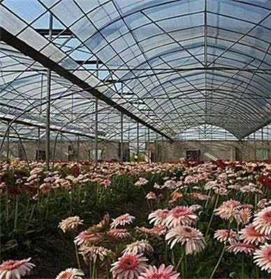 Cina Serra a pellicola multi-span con raffreddamento/ombreggiamento/irrigazione in vendita