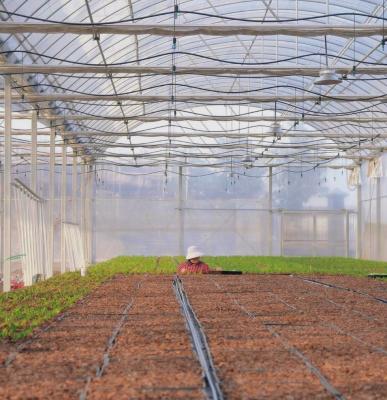 Cina Valore degli Stati Uniti Serra agricola a pellicola multi-span per l'agricoltura/coltura su larga scala in vendita