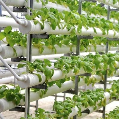 Cina Costi di spedizione e tempi di consegna per serre idroponiche multi-span su larga scala in vendita