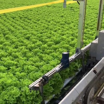 Cina Agricoltura Sistema di coltivazione verticale a serre a film di plastica in vendita