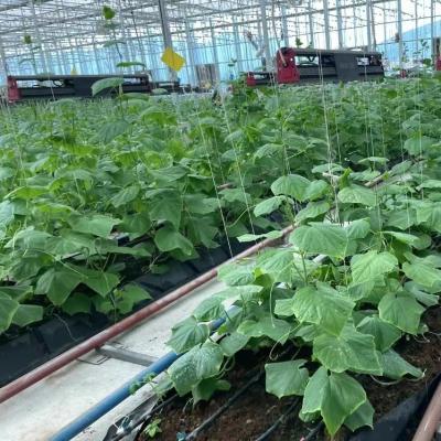 Cina Sistema di coltivazione idroponica a grandi dimensioni in serra a prezzi accessibili in vendita