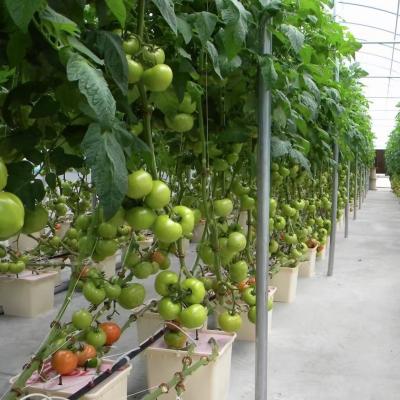 Cina Materiali da costruzione durevoli Serra a pellicola multi-span con struttura in acciaio in vendita
