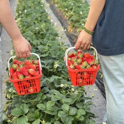 Cina Grandi impianti agricoli ad irrigazione a goccia serra 50,00cm * 60,00cm * 50,00cm Pagamento completo in vendita