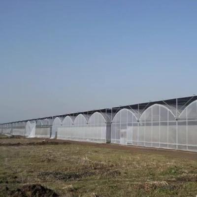 Cina Serra a pellicola multi-span personalizzata per piantare fiori 30 giorni garanzia di rimborso in vendita