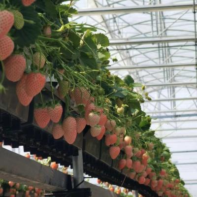 Cina Soluzione di rendimento in serra multi-span personalizzata per la produzione vegetale idroponica in vendita