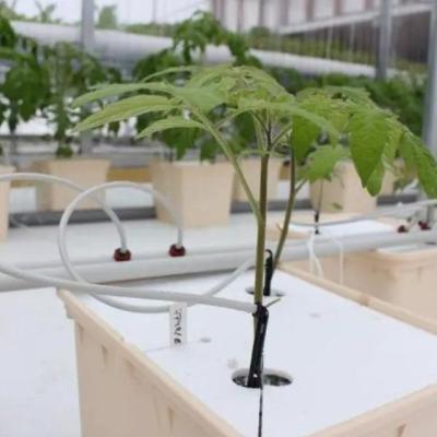 Cina Struttura in acciaio contenitore agricolo verticale serra con sistema idroponico multi-span in vendita