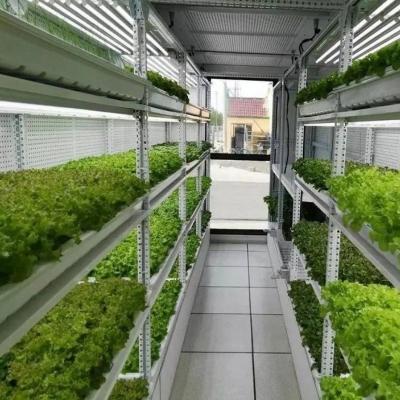 Cina Serre agricole multi-span 40ft Container Sistema di coltivazione verticale idroponica in vendita