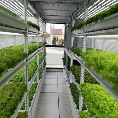 Cina Agricoltura in contenitore con sistema idroponico adatta alla coltivazione di ortaggi, frutta e fiori in vendita