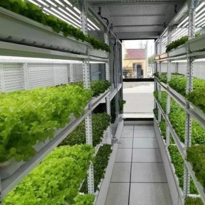 Cina Tipo Controllo intelligente Agricoltura Contasteri idroponici Fattoria su richiesta personalizzata in vendita
