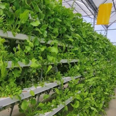 Cina 2000.000kg Pacchetto Peso lordo Serra commerciale per la coltivazione idroponica climatizzata in vendita