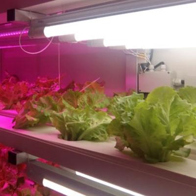 Cina Serre agricole multi-span Serre contenitore JX per coltivazioni ecologiche in vendita