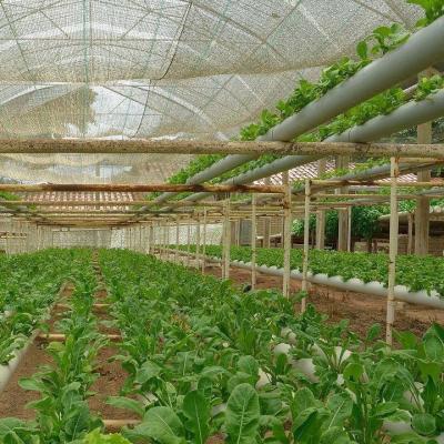 Cina Materiale di copertura per fogli di plastica serra a pellicola idroponica avanzata in vendita