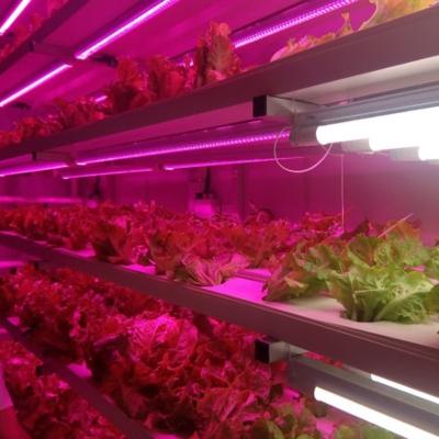 Cina L'agricoltura delle fragole in container semplificata con serre agricole multi-span in vendita