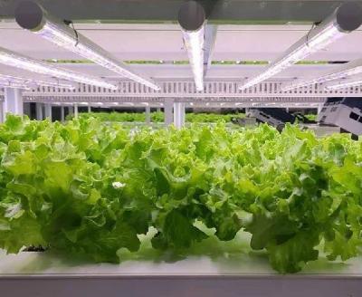 中国 水育システムを持つ船用コンテナ温室の形状の屋根 販売のため