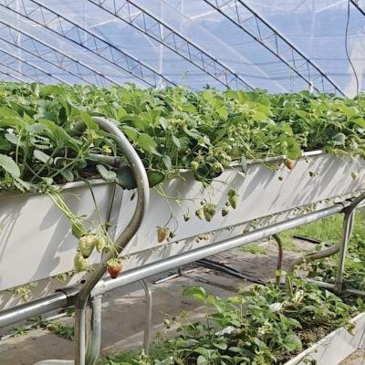 Cina Serra per coltivazione di pomodori a luce solare con costi di spedizione e design in vendita
