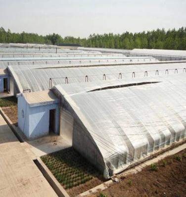 Cina 1209.00cm * 235.00cm * 239.00cm Tomato e cetriolo piantare serra a luce solare per il vostro in vendita