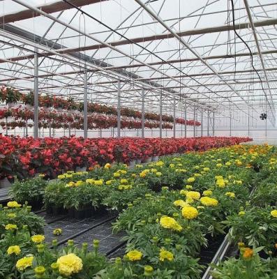 Cina Serra a un'unica arcata per la coltivazione dei fiori in vendita