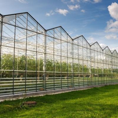 Cina Serra di vetro con sistema di coltivazione idroponica in vendita