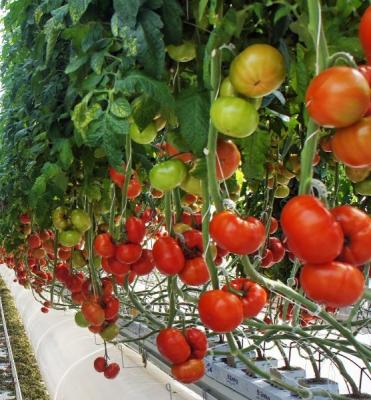 Cina Sistema idroponico a doppia pellicola personalizzabile per la produzione di pepe in vendita