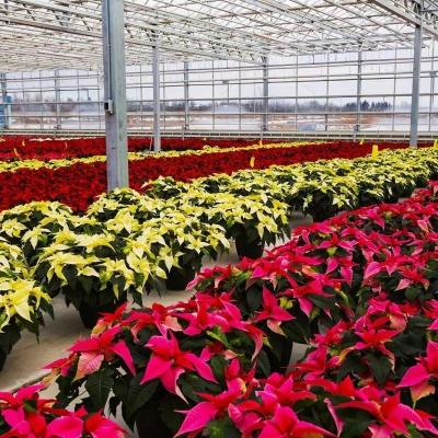 Cina Serra commerciale accessibile per ortaggi o fiori campioni US 20/mq in vendita