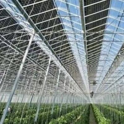 Cina US Hot DIP Acciaio Galvanizzato Multi Span Vetro Serra 50.00cm * 60.00cm * 80.00cm in vendita