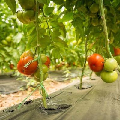 Cina 1209.00cm * 235.00cm * 239.00cm Vetro per la coltivazione di pomodori e cetrioli in vendita